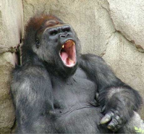 Le bâillement ... - Point fort